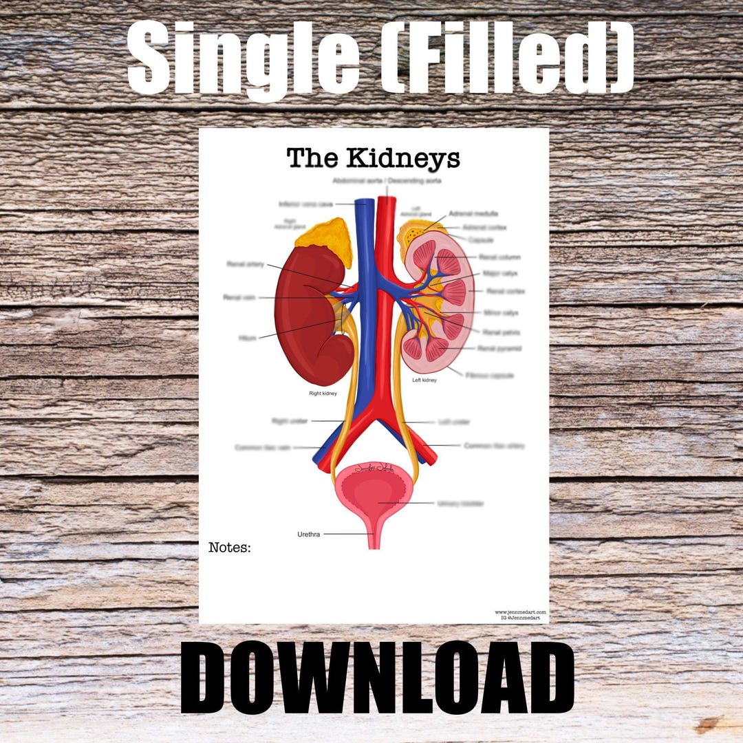 Kidneys & Adrenals Anatomy Worksheet- Single FILLED- Digital Download ...