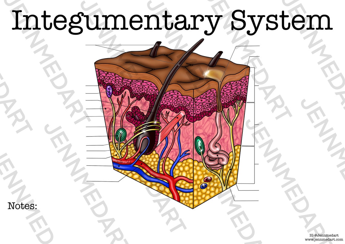 Integumentary System Anatomy Worksheet- Single FILLABLE- Digital ...