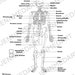 Skeletal System Anatomy Coloring Page LABELED Digital Download Skeleton ...