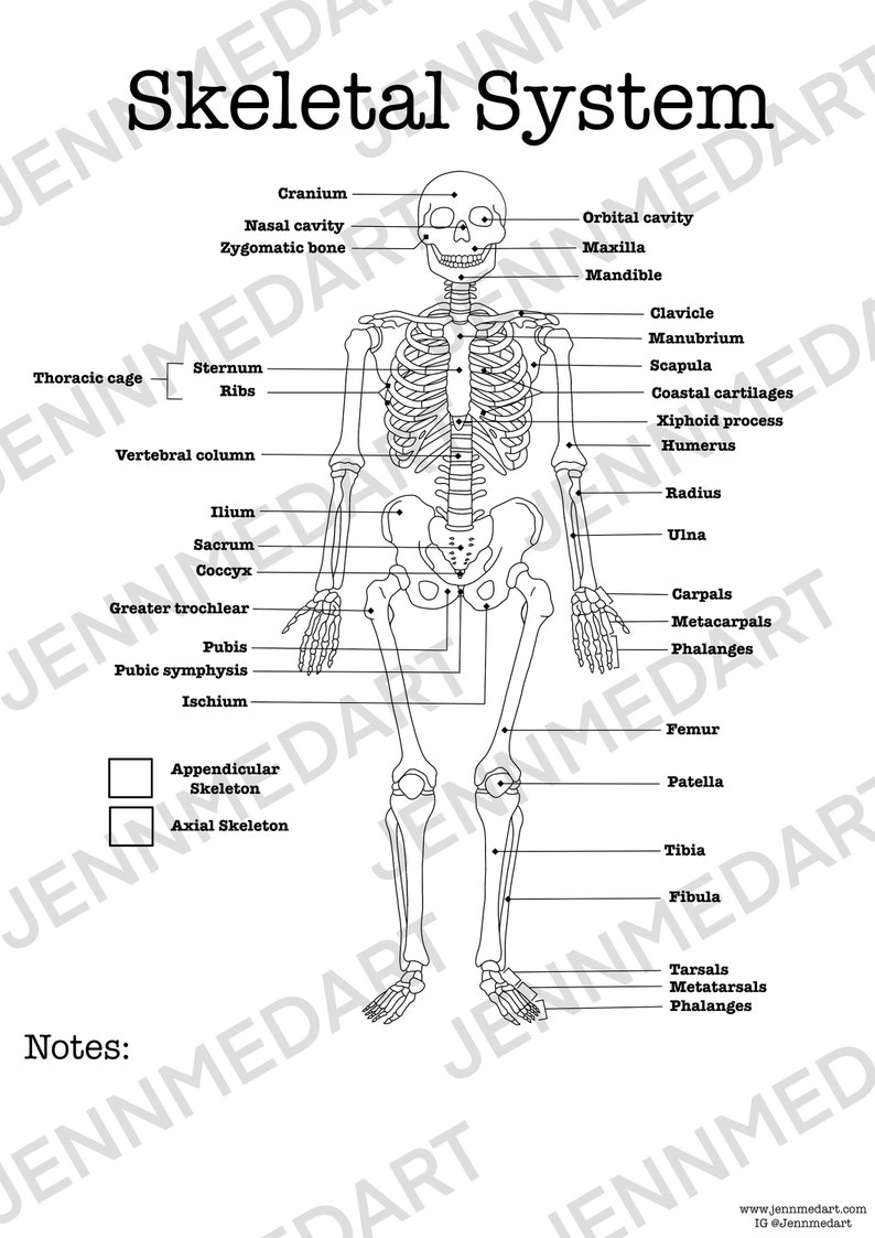 Skeletal System Anatomy Coloring Page- LABELED- Digital Download ...