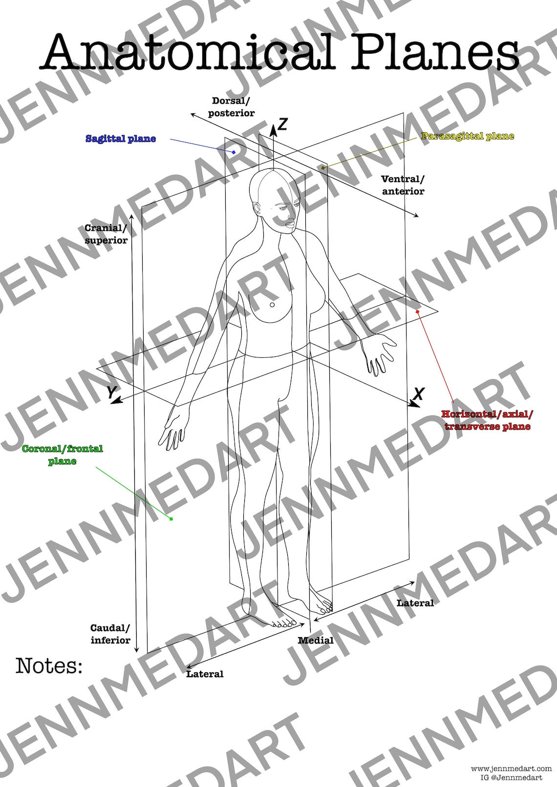 Anatomical Planes Anatomy Coloring Page- LABELED- Digital Download ...