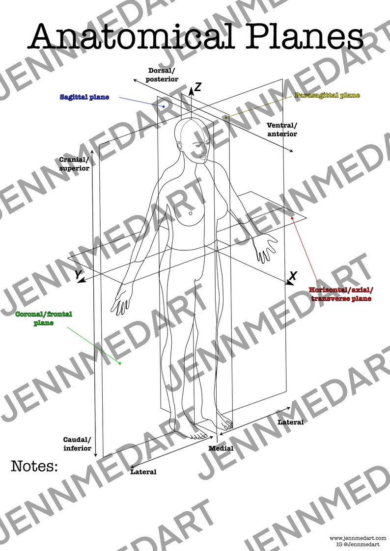 Anatomical Planes Anatomy Coloring Page- LABELED- Digital Download ...