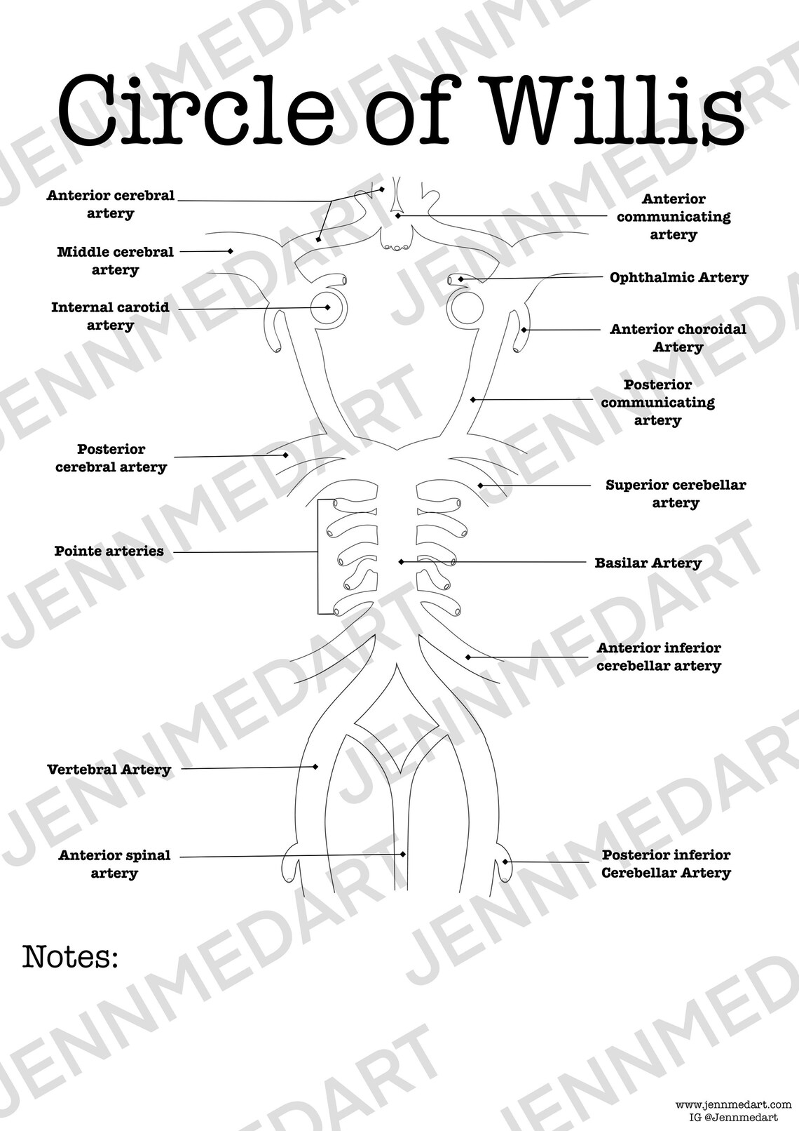 Circle of Willis Anatomy Coloring Page LABELED Digital Download Brain ...
