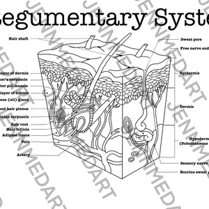Integumentary Anatomy Coloring Page- LABELED- Digital Download Skin ...