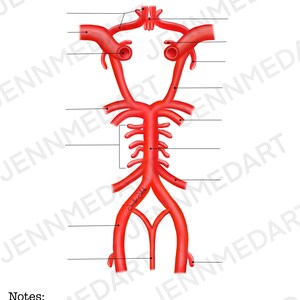Circle of Willis Anatomy Worksheet- Single FILLABLE- Digital Download ...