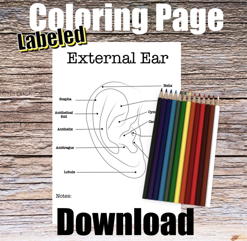 External Ear Anatomy Coloring Page- LABELED- Digital Download Auricle ...