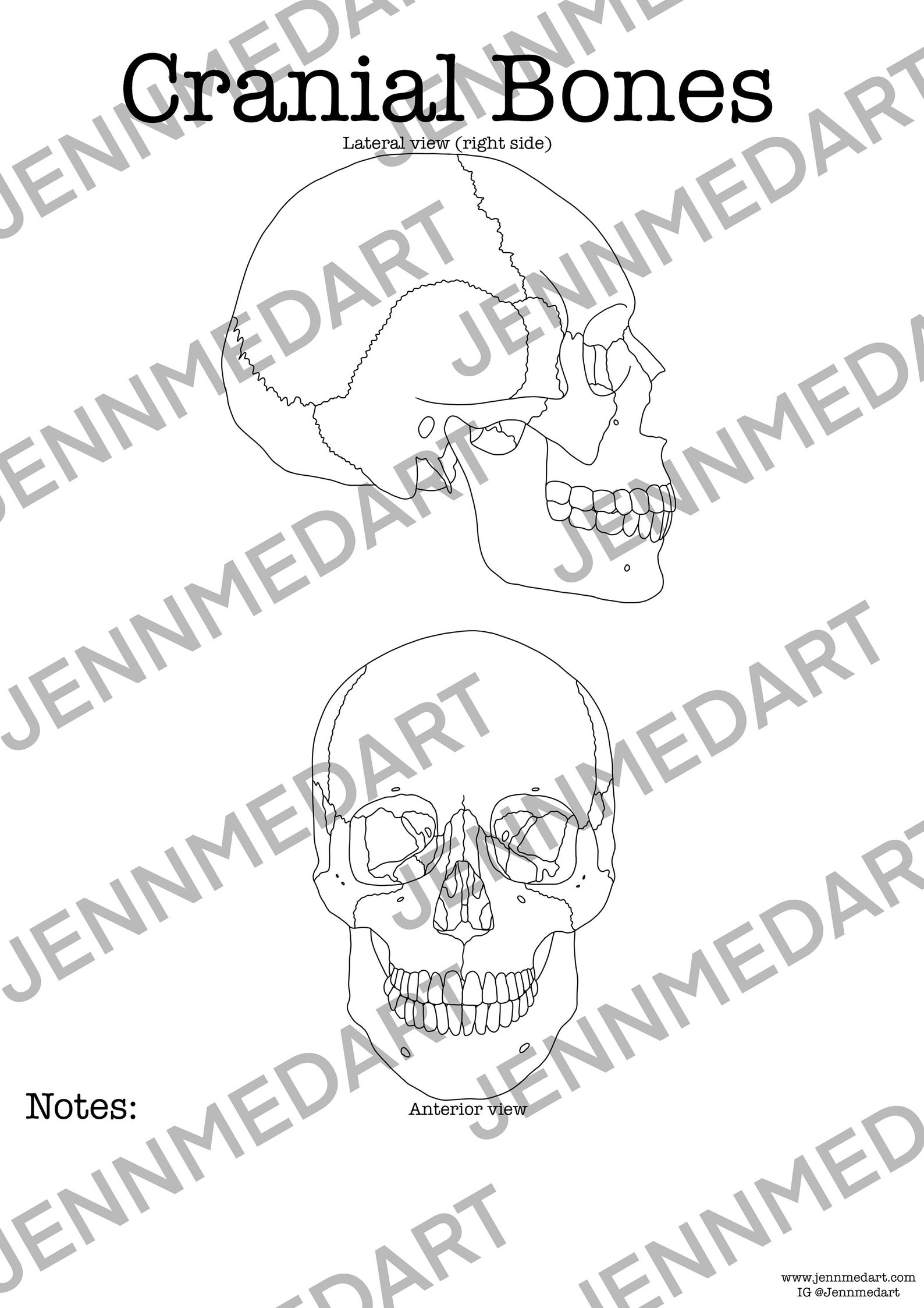 Cranial Bones Anatomy Coloring Page- BLANK- Digital Download Skull ...