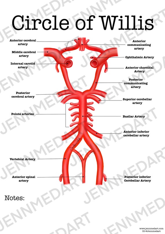 Circle Of Willis Anatomy