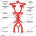 Circle of Willis Anatomy Worksheet Single FILLED Digital Download Human ...