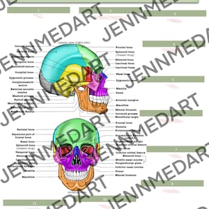 Cranial Bones Anatomy QUIZ Worksheet + Answers - Digital Download ...