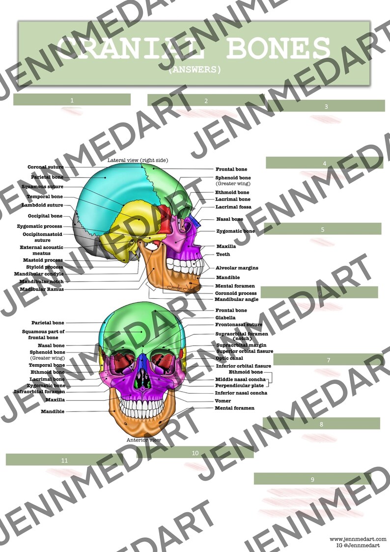 Cranial Bones Anatomy QUIZ Worksheet + Answers - Digital Download ...