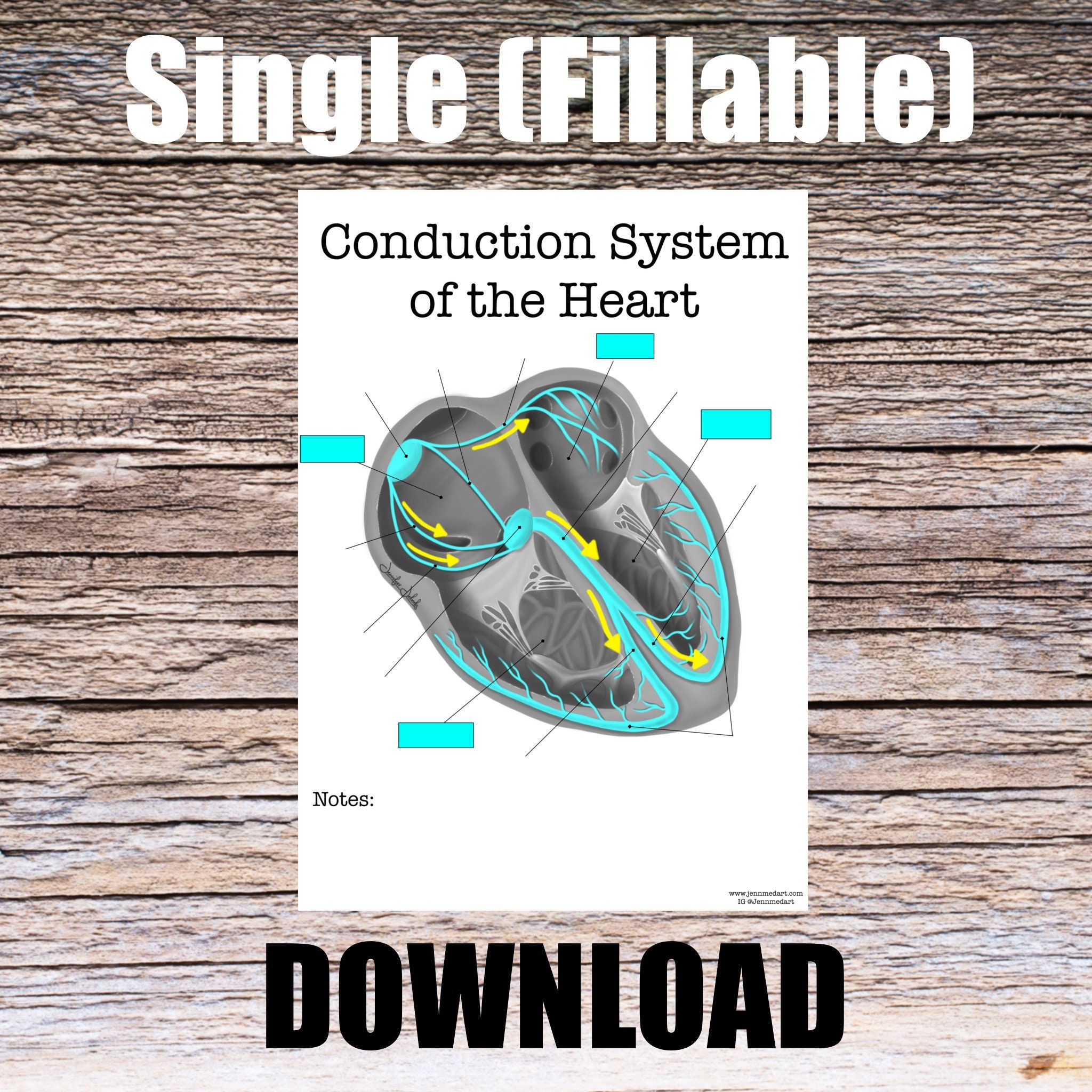 Conduction System of the Heart Anatomy Worksheet- Single FILLABLE ...