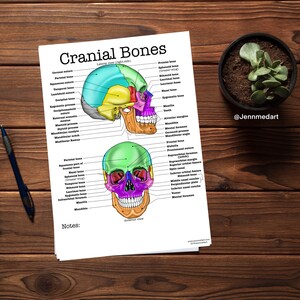 Cranial Bones Anatomy Worksheet Single FILLABLE Digital Download Human ...
