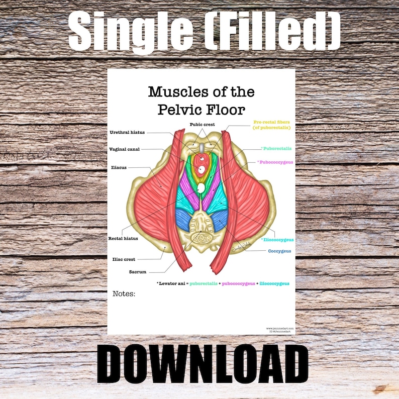 Pelvic Floor Anatomy Worksheet Single FILLED Digital Download Human ...
