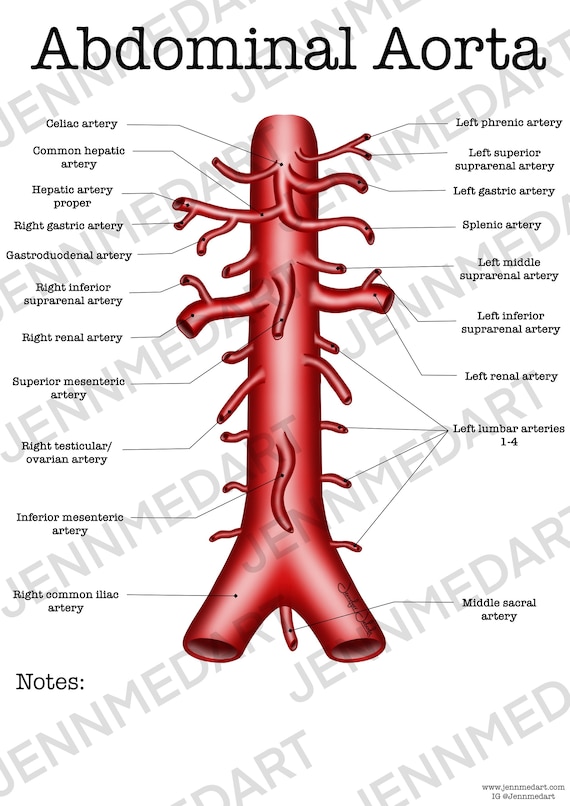 Abdominal Aorta Anatomy