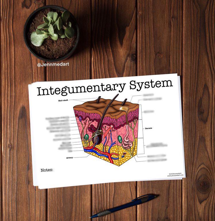 Integumentary System Review Guide | Unlabeled | Skin Anatomy Study ...
