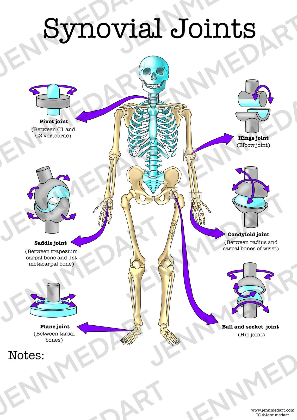Synovial Joints Anatomy Worksheet Single FILLED Digital Download Human ...