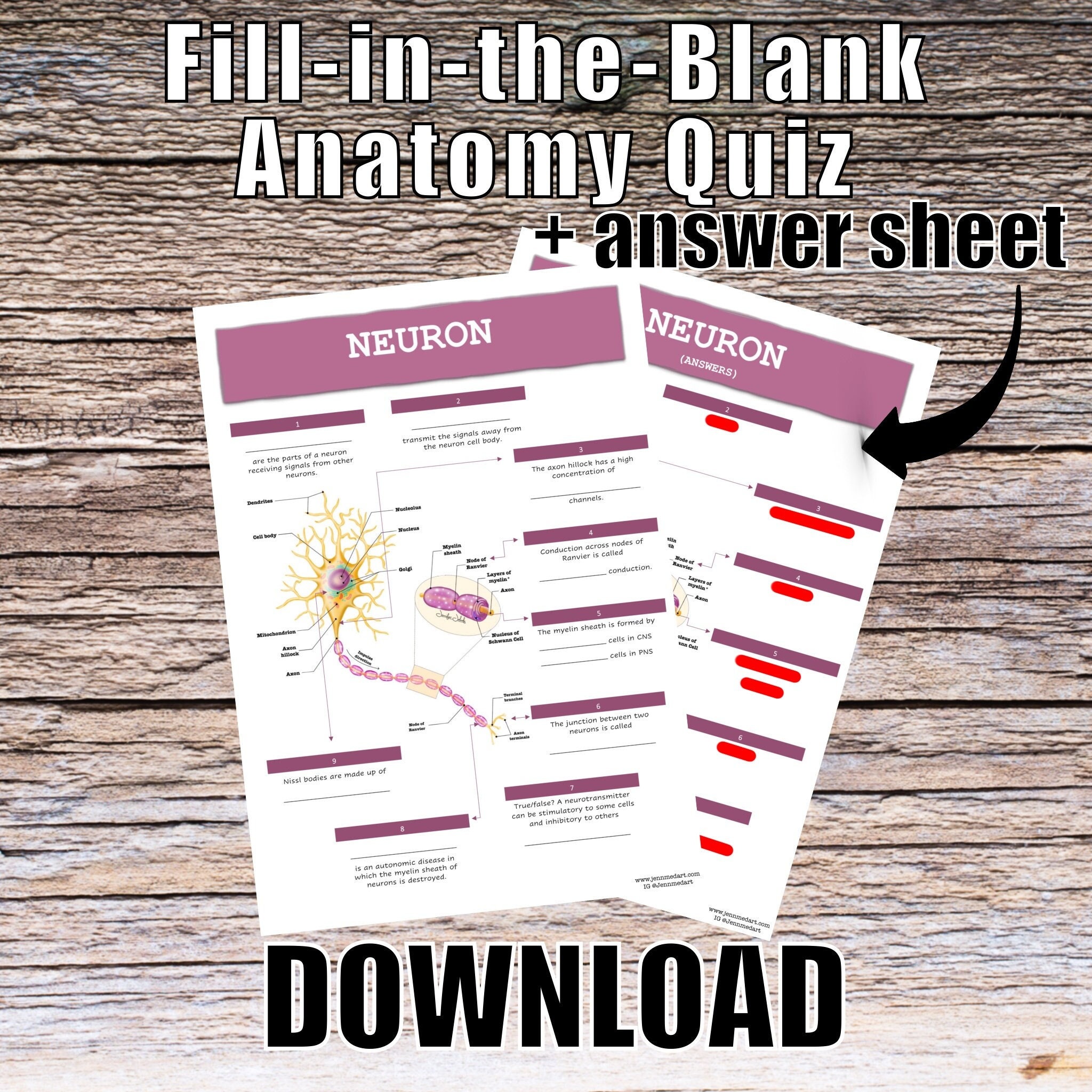 Neuron Anatomy QUIZ Worksheet Answers Digital Download Printable Neuron Anatomy QUIZ Worksheet Answers Digital Download Printable