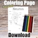 Neuron Anatomy Coloring Page- LABELED- Digital Download Nervous System ...