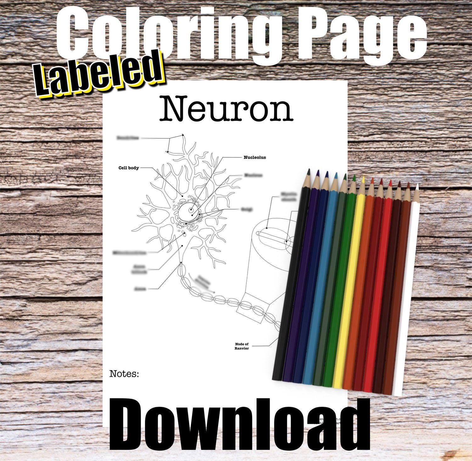Neuron Anatomy Coloring Page- LABELED- Digital Download Nervous System ...
