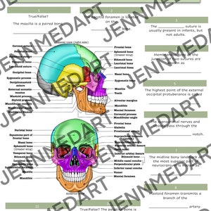 Cranial Bones Anatomy QUIZ Worksheet + Answers - Digital Download ...