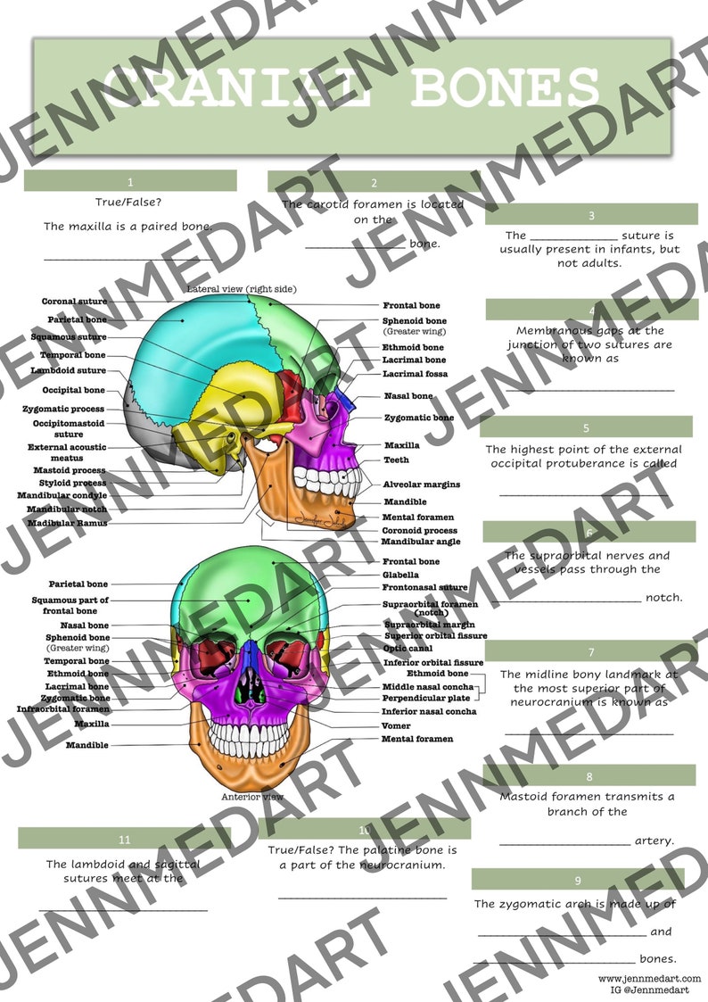 Cranial Bones Anatomy QUIZ Worksheet + Answers - Digital Download ...