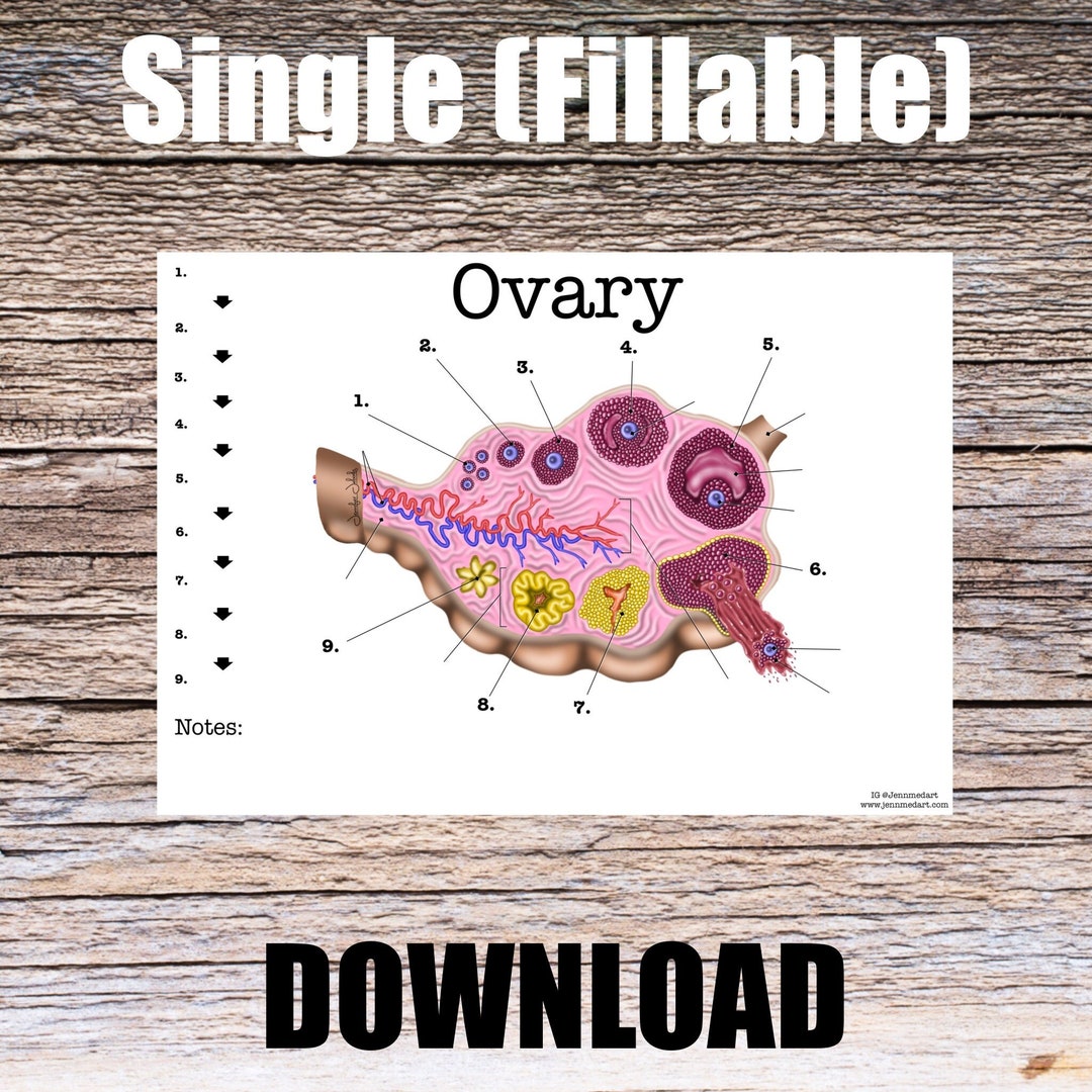 Ovary Anatomy Worksheet- Single FILLABLE- Digital Download Human ...
