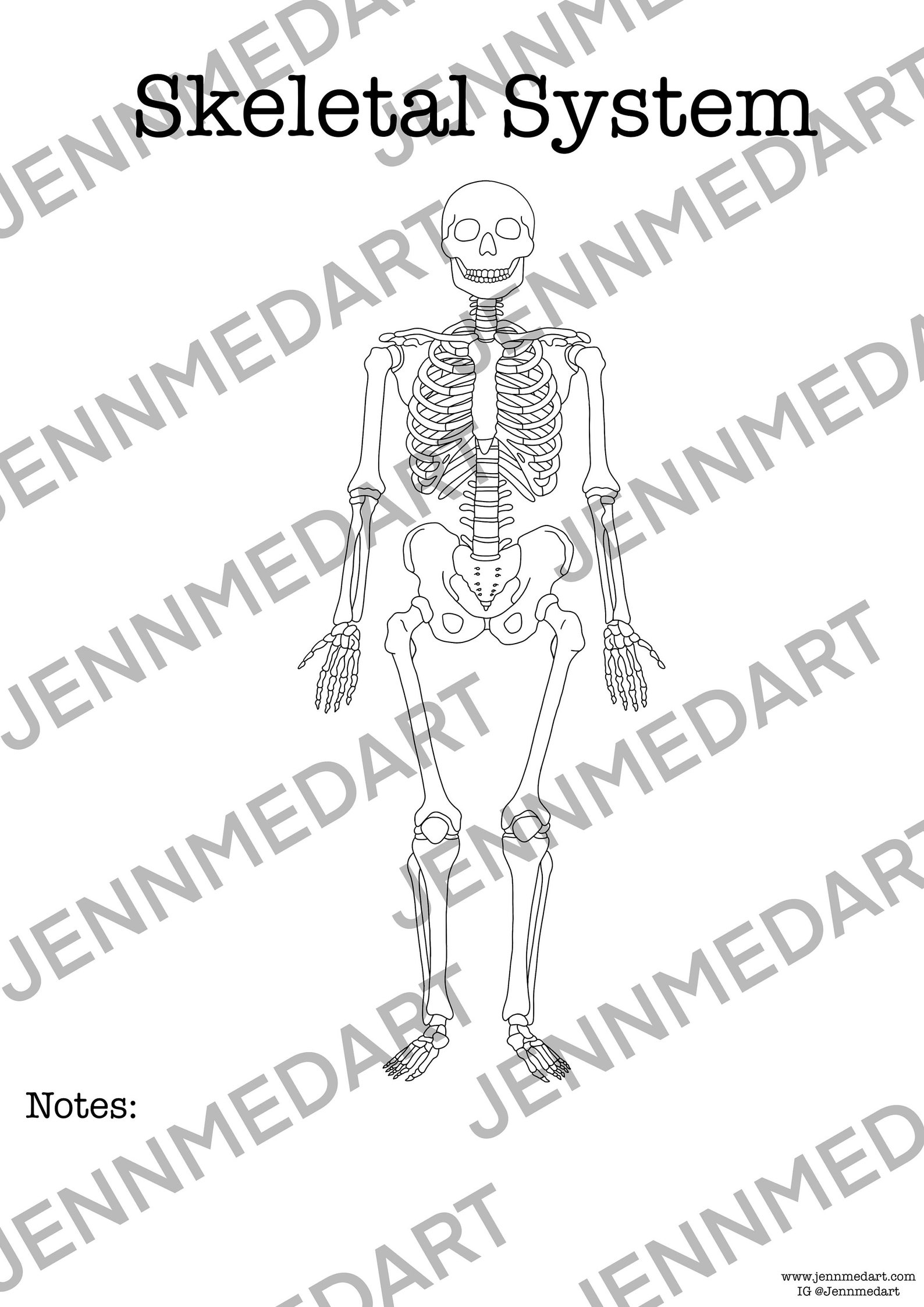 Skeletal System Anatomy Coloring Page- BLANK- Digital Download Skeleton ...