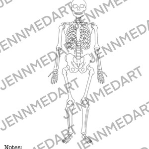 Skeletal System Anatomy Coloring Page- BLANK- Digital Download Skeleton ...