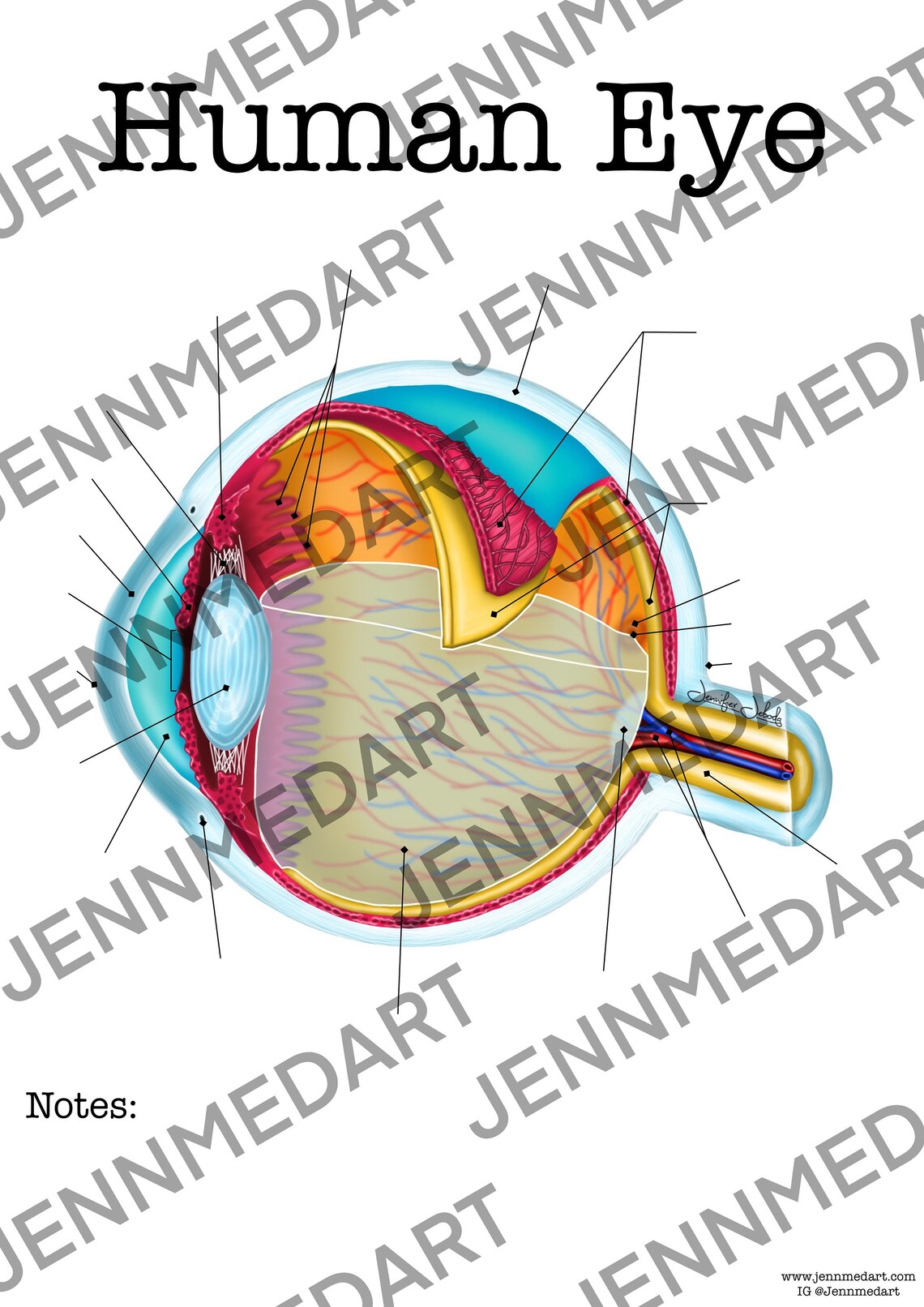 Human Eye Anatomy Worksheet- Single FILLABLE- Digital Download Human ...