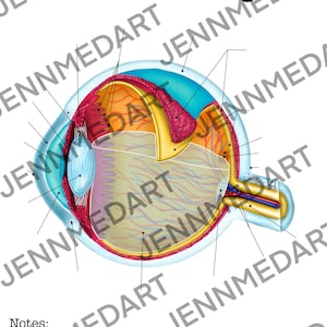 Human Eye Anatomy Worksheet- Single FILLABLE- Digital Download Human ...