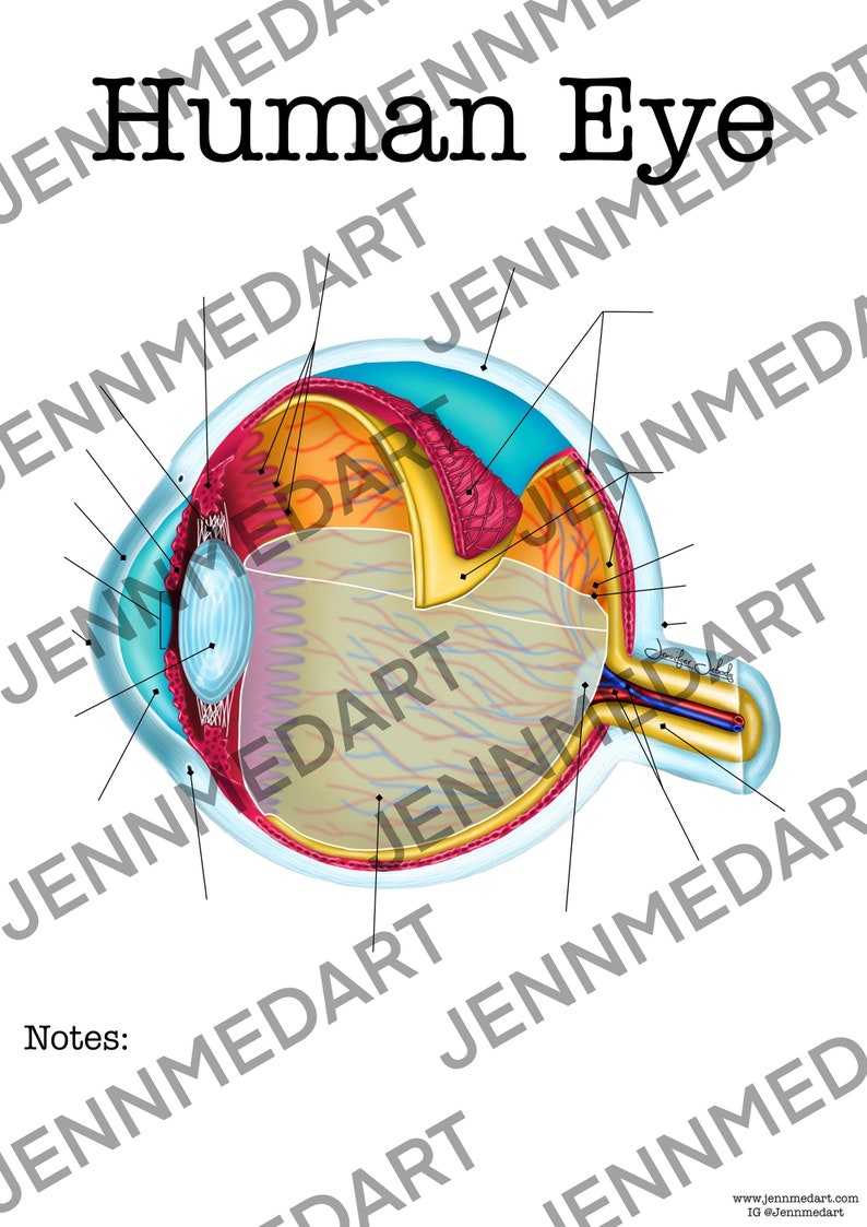 Human Eye Anatomy Worksheet- Single FILLABLE- Digital Download Human ...