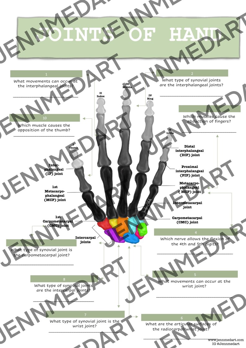 Joints of the Hand Anatomy QUIZ Worksheet + Answers - Digital Download ...