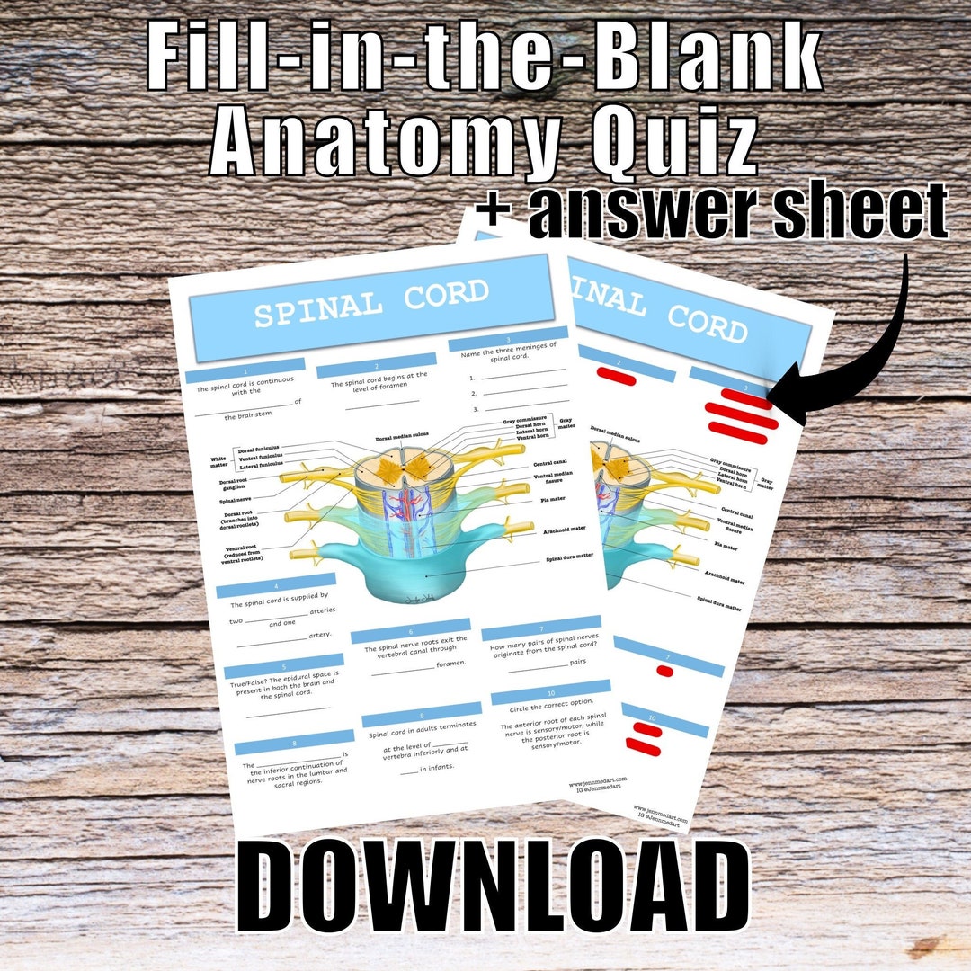 Spinal Cord Anatomy QUIZ Worksheet + Answers - Digital Download ...