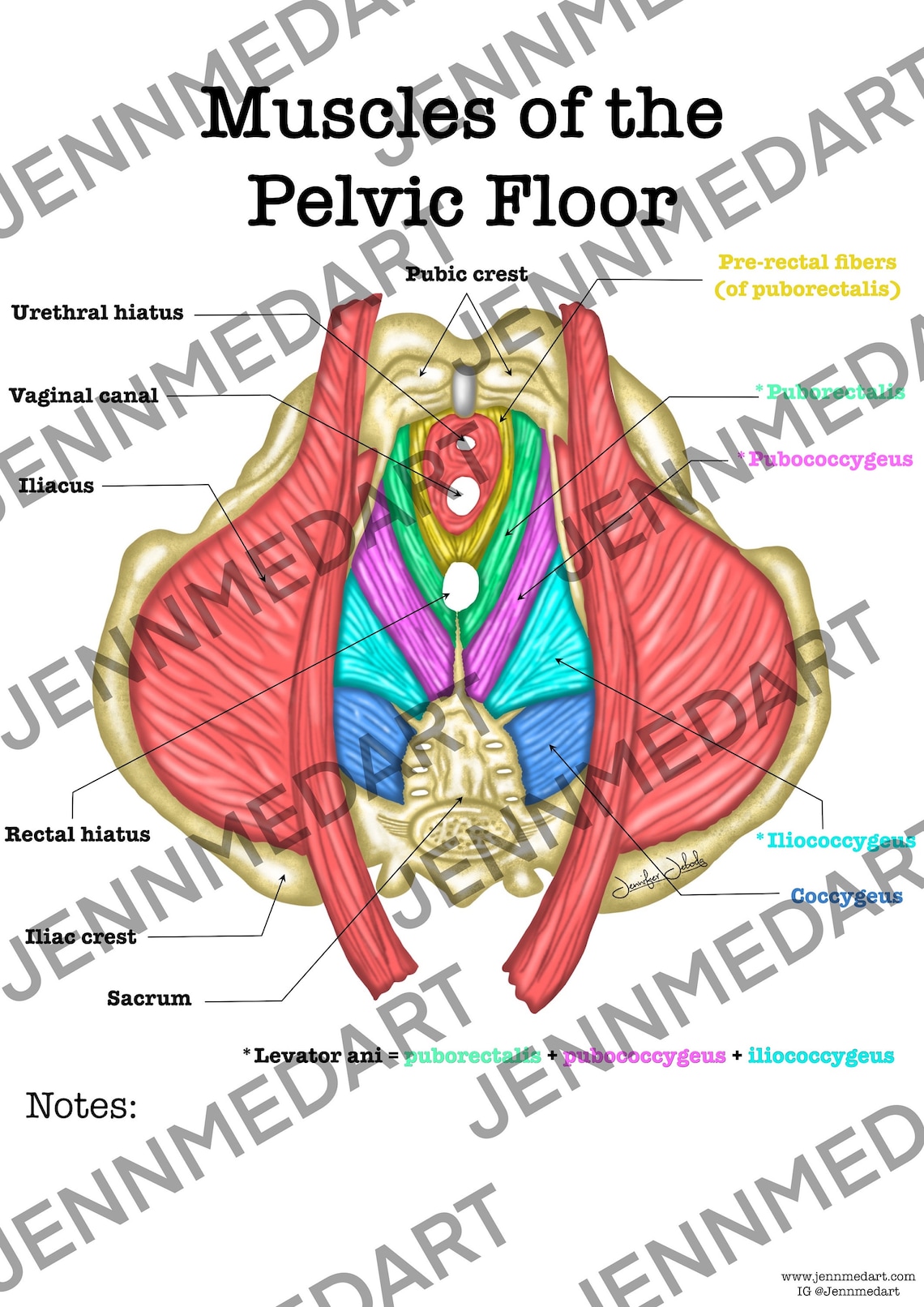 Pelvic Floor Anatomy Worksheet Single FILLED Digital Download Human ...