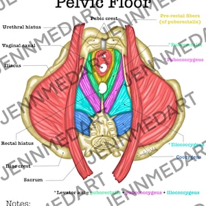 Pelvic Floor Anatomy Worksheet Single FILLED Digital Download Human ...