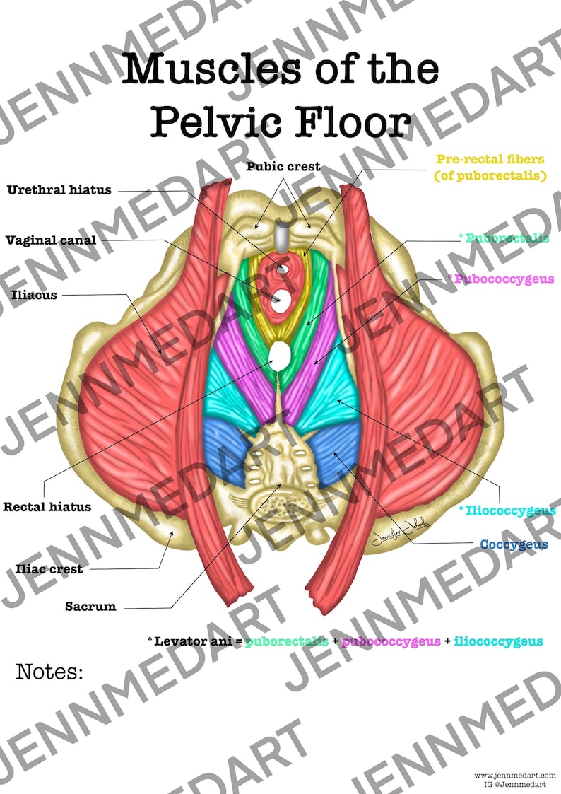 Pelvic Floor Anatomy Worksheet Single FILLED Digital Download Human ...