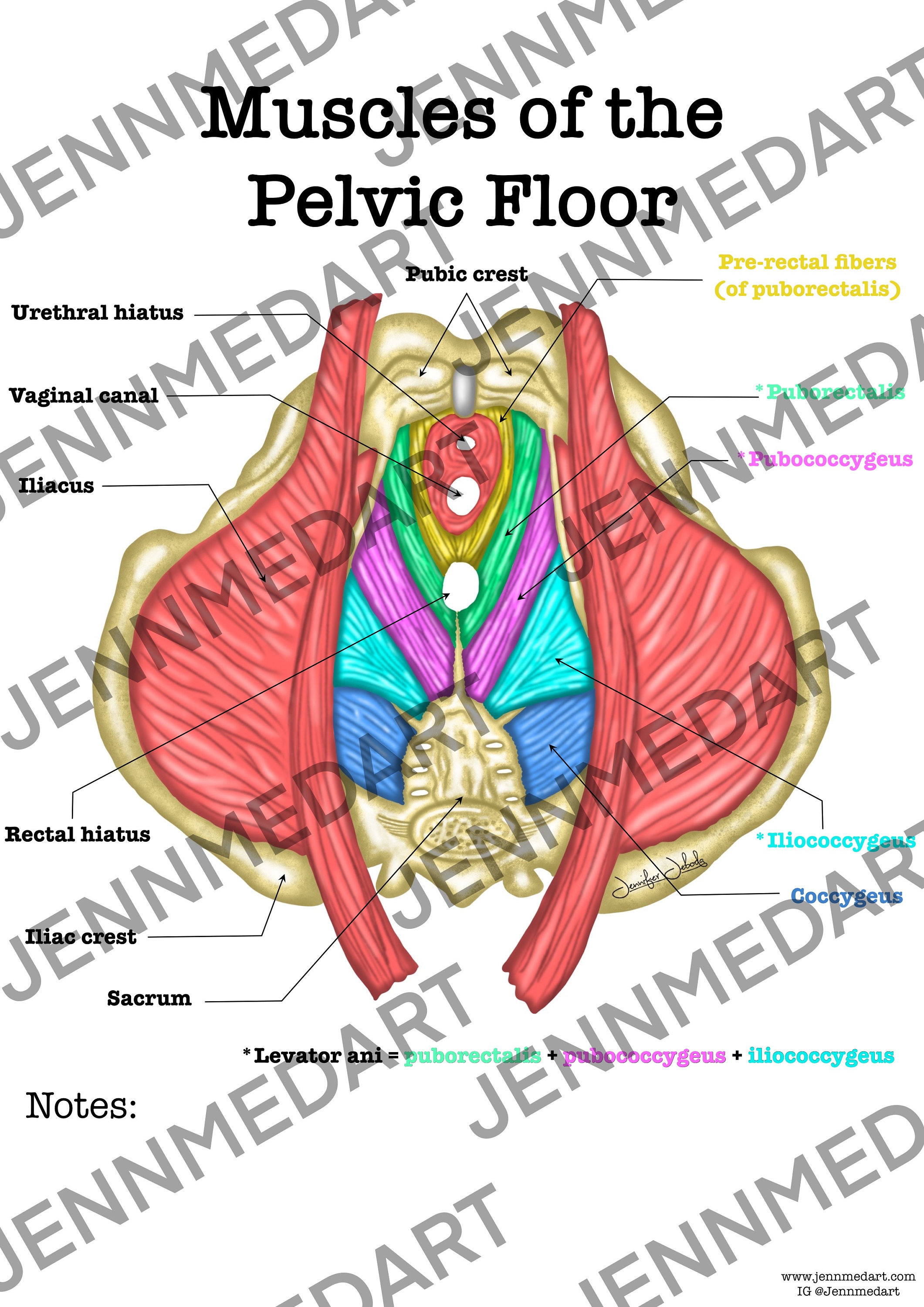 Pelvic Floor Anatomy Worksheet Single FILLED Digital Download Human ...
