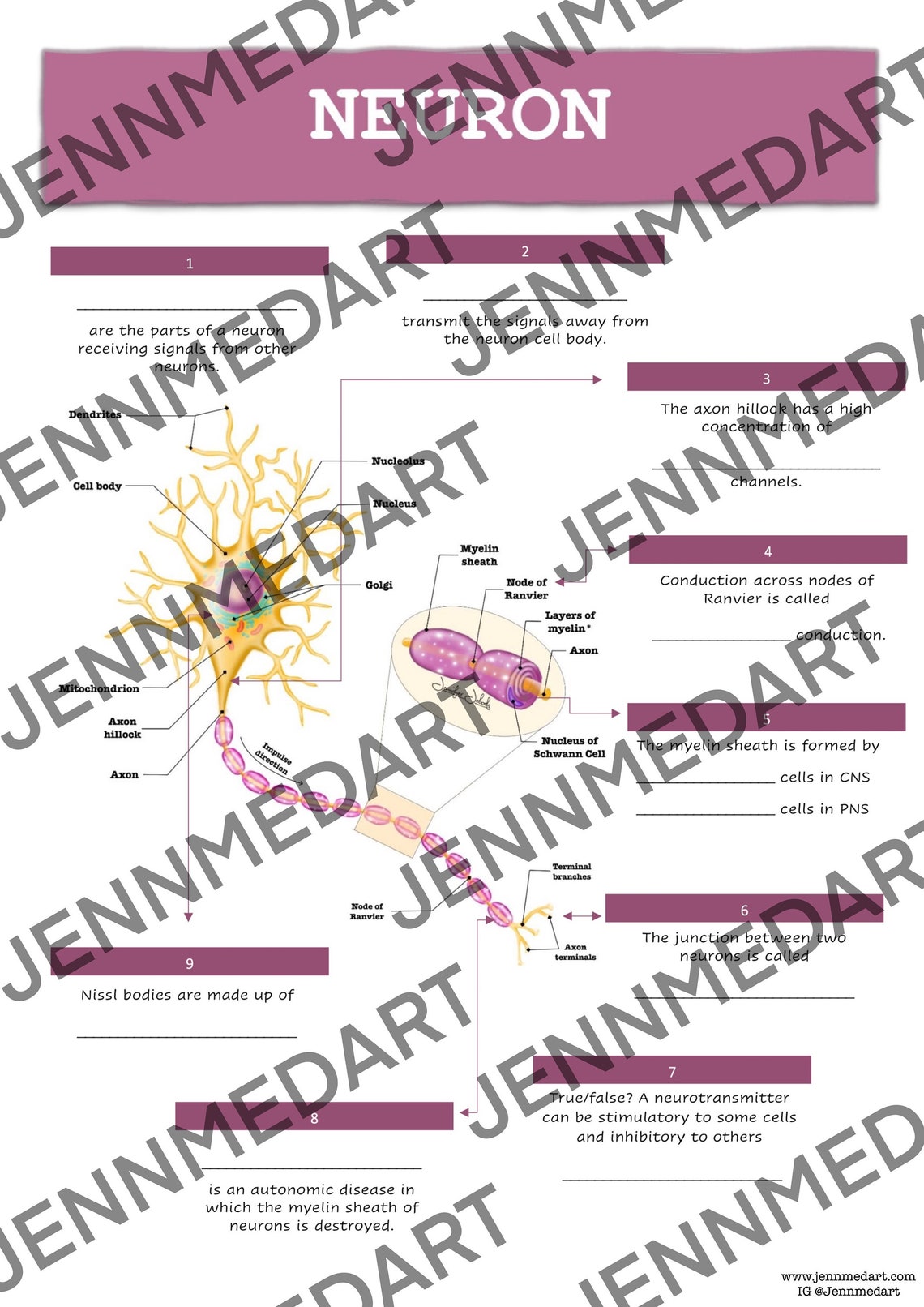 Neuron Anatomy QUIZ Worksheet Answers | Etsy