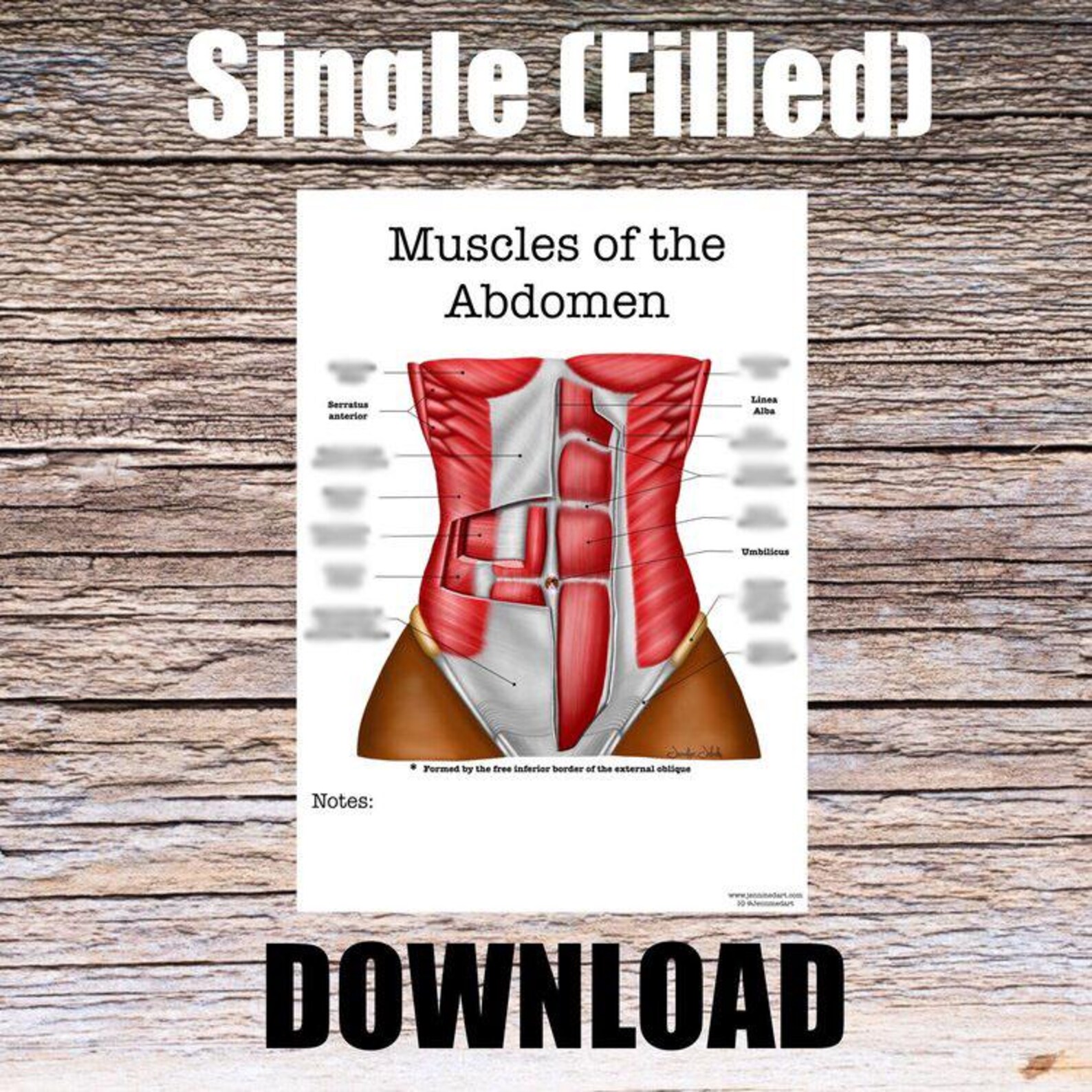 Muscles of the Abdomen Anatomy Worksheet- Single FILLED- Digital ...