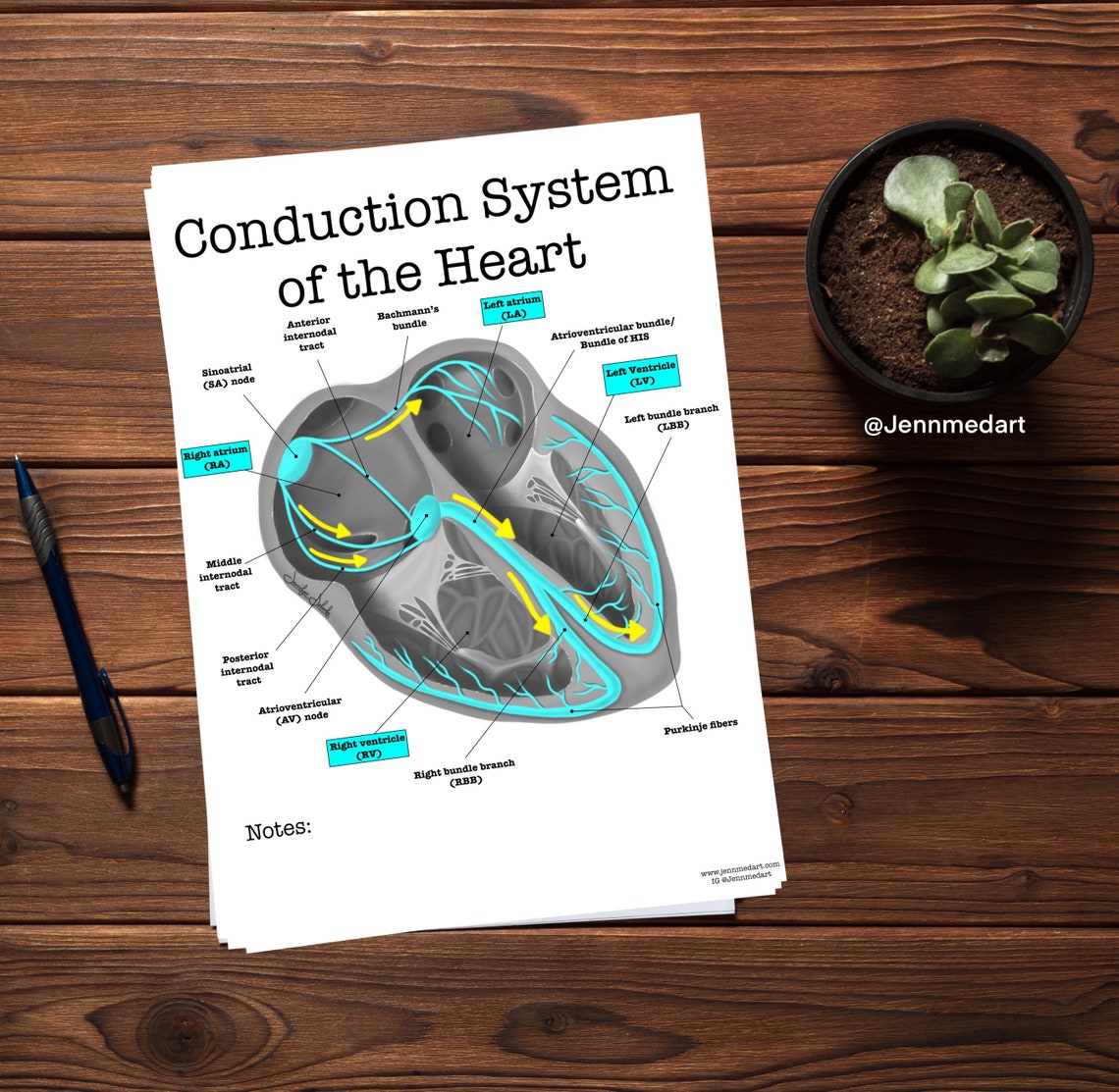 Conduction System of the Heart Anatomy Coloring Page- BLANK- Digital ...