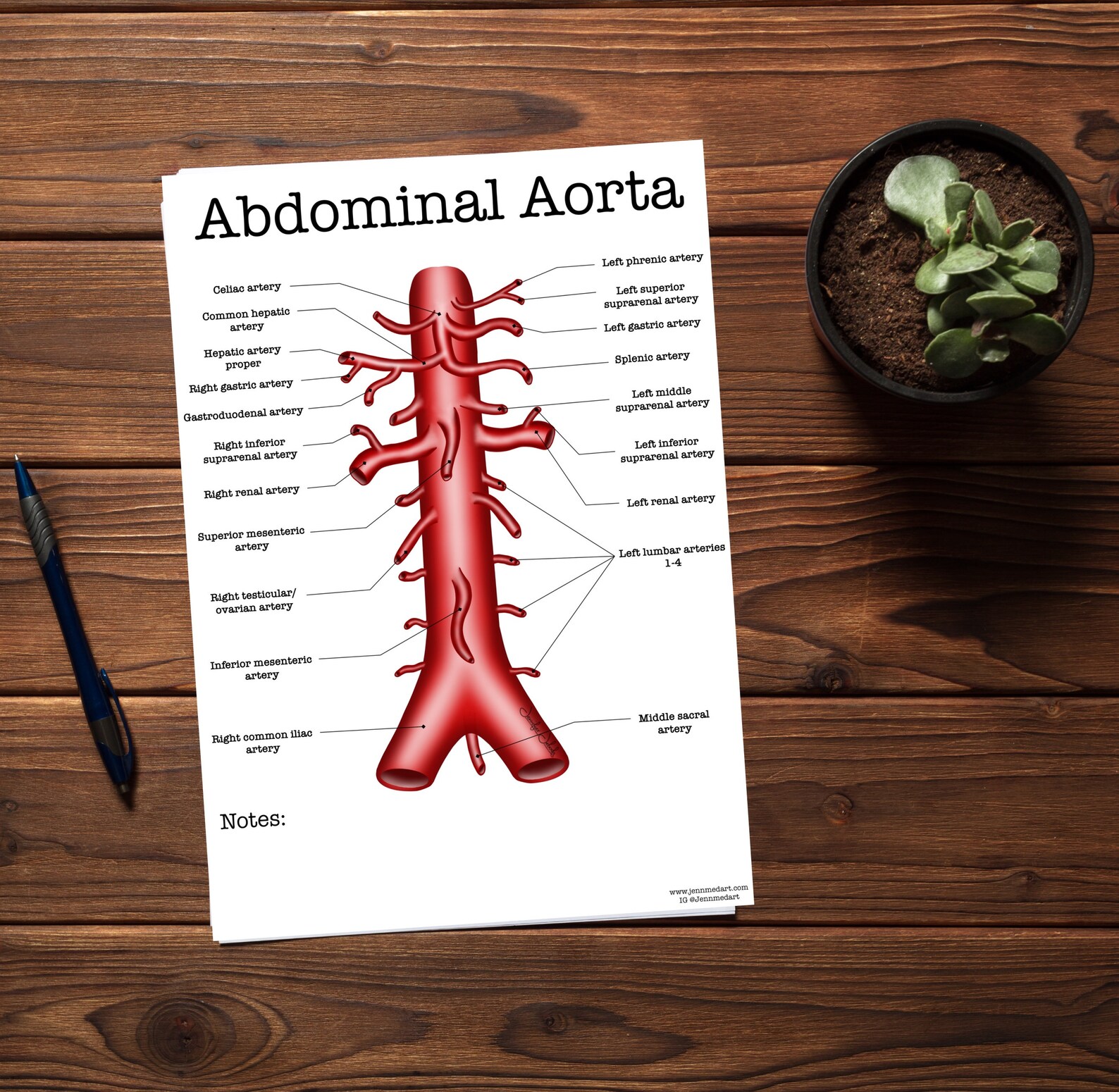 Abdominal Aorta Anatomy Coloring Page- LABELED- Digital Download Artery ...