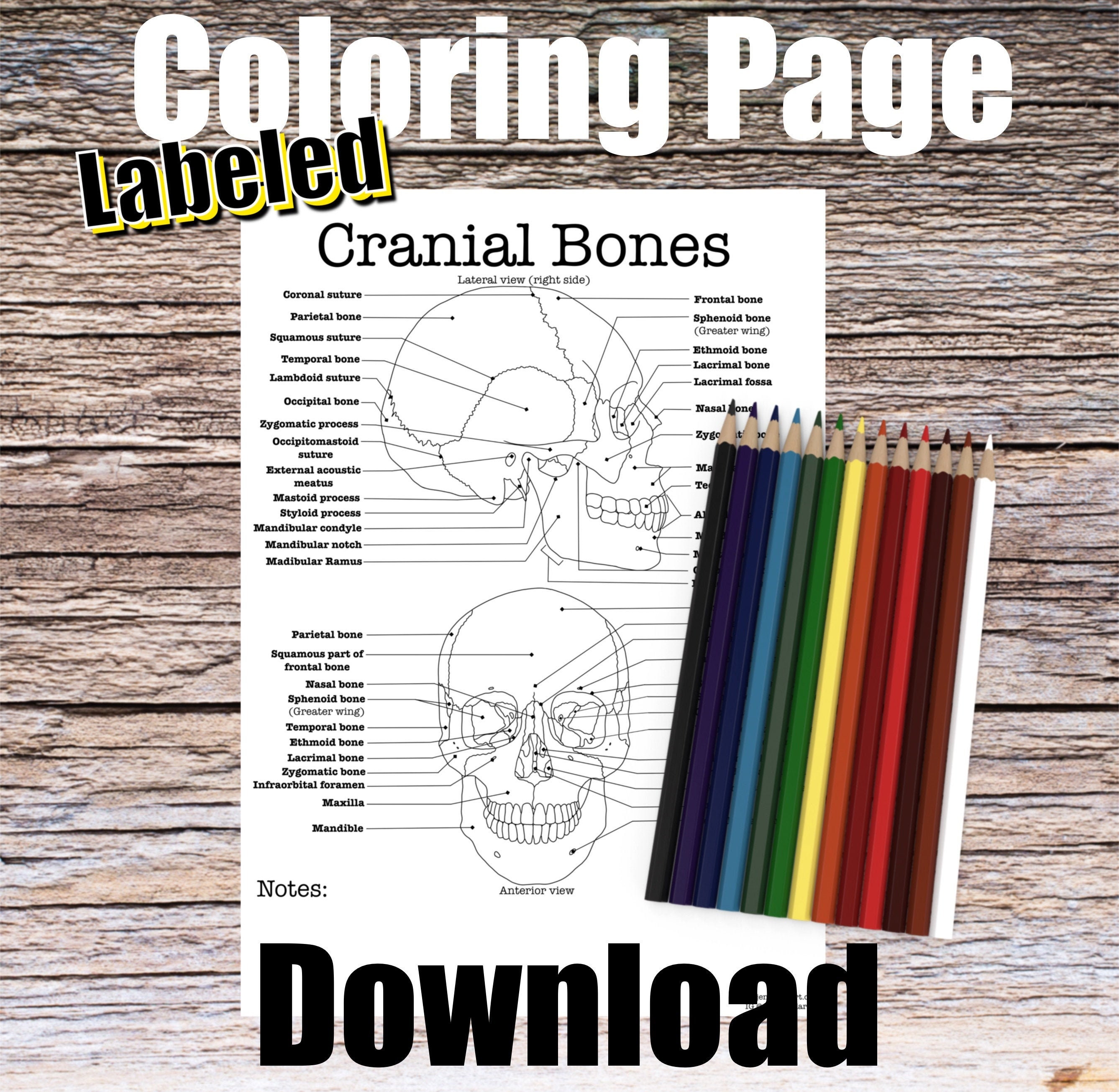 Cranial Bones Anatomy Coloring Page LABELED Digital Download Skull 