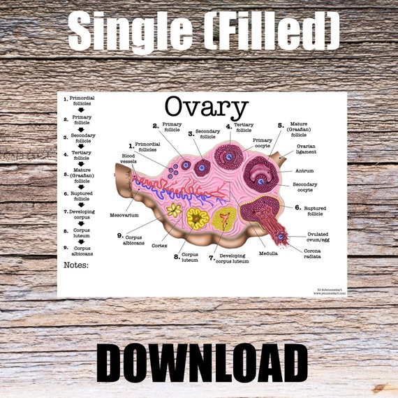 Ovary Diagram Labeled