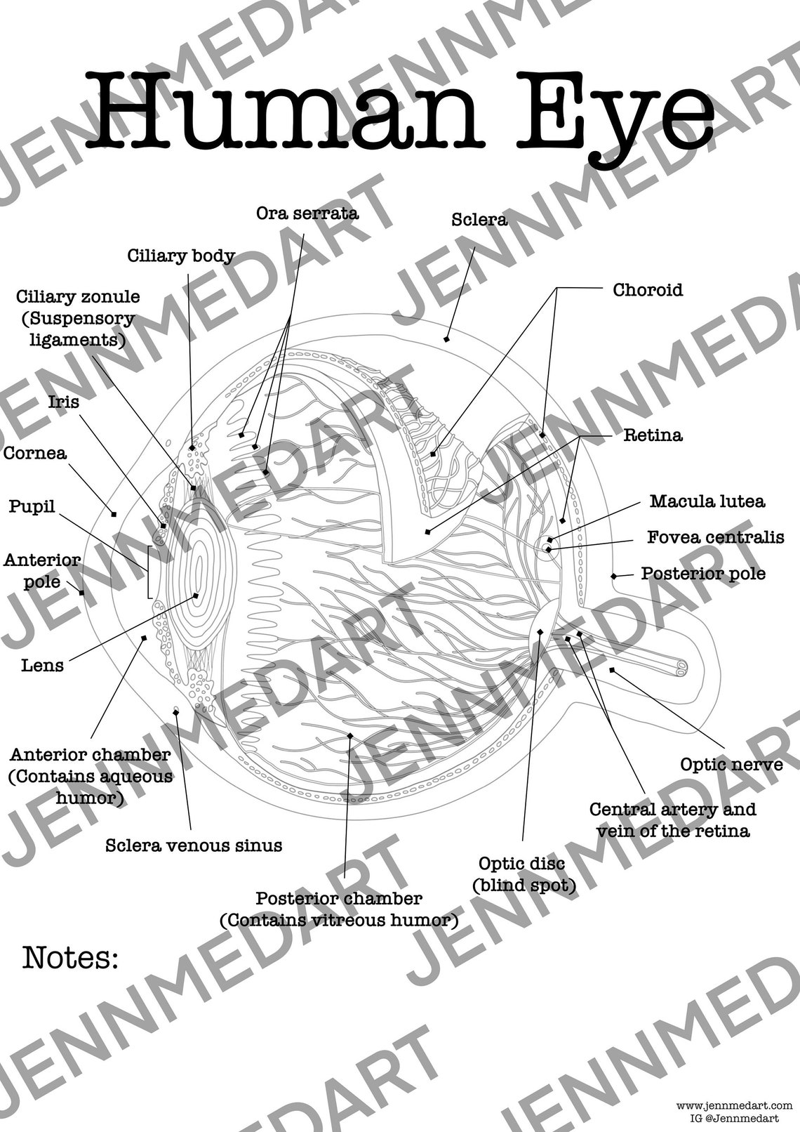 Human Eyeball Anatomy Coloring Page- LABELED- Digital Download Eye ...