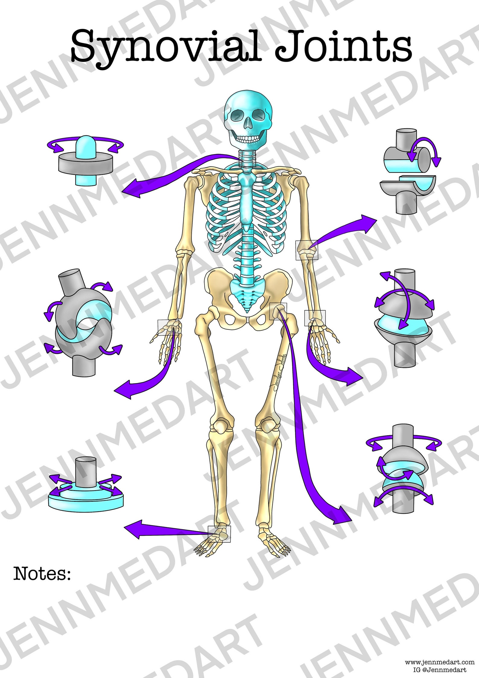 Synovial Joints Anatomy Worksheet Single FILLABLE Digital - Etsy UK