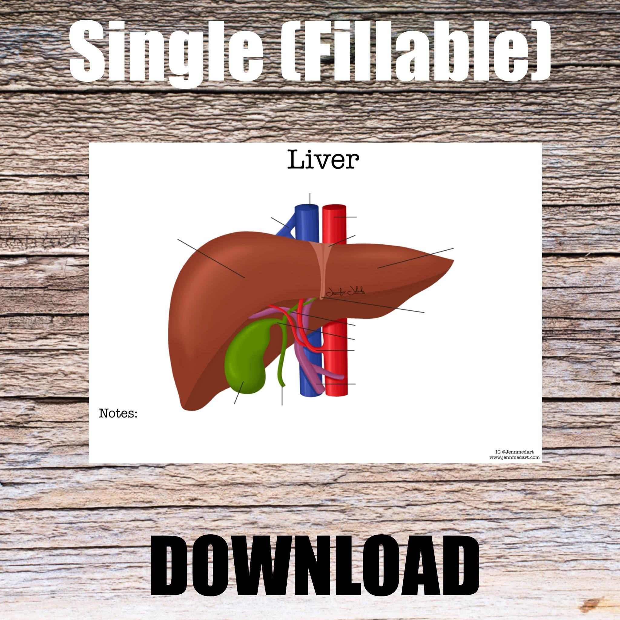 Human Liver Anatomy Worksheet- Single FILLABLE- Digital Download Human ...