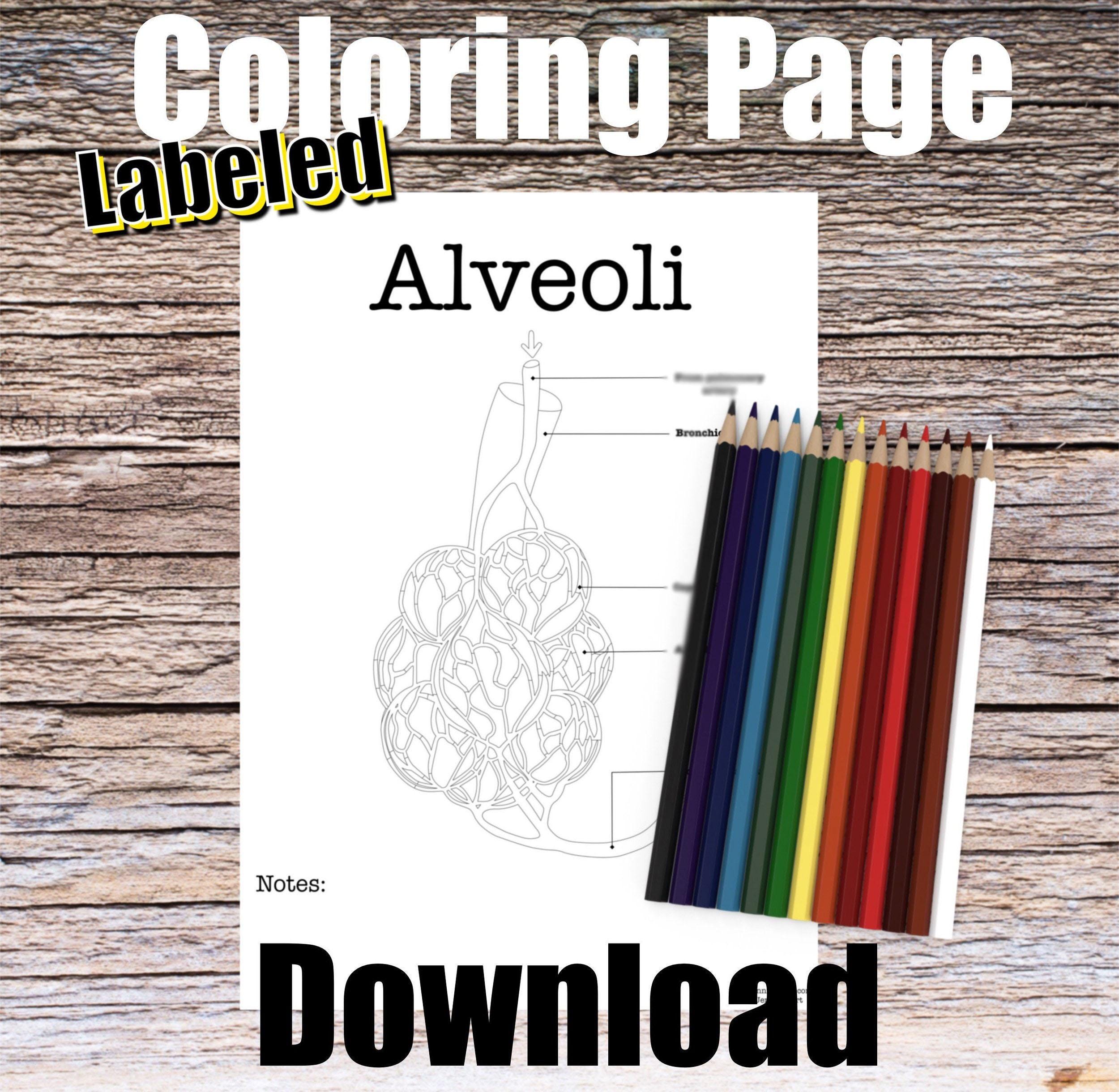 Alveoli Anatomy Coloring Page- LABELED- Digital Download Lung Anatomy ...