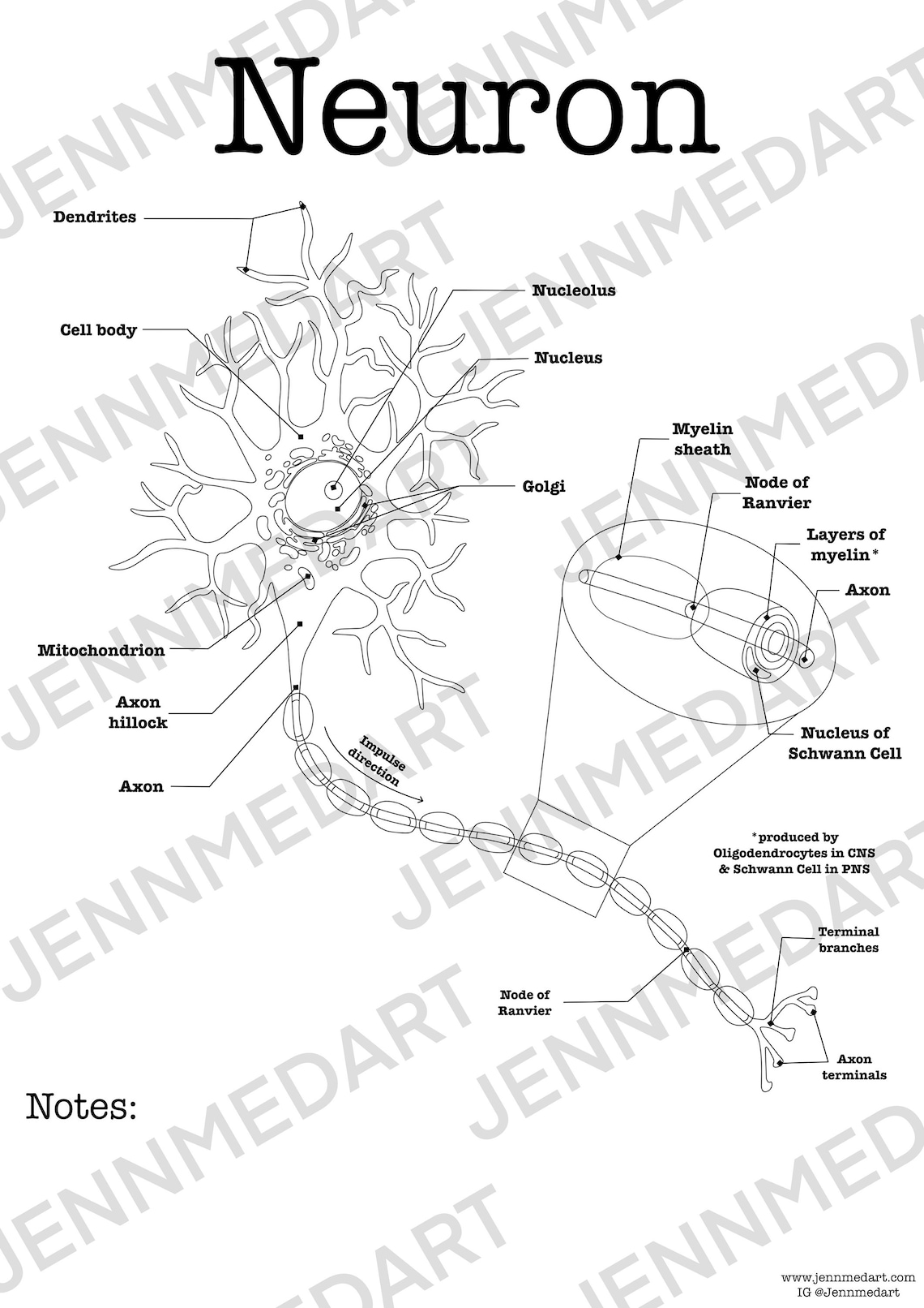 Neuron Anatomy Coloring Page- LABELED- Digital Download Nervous System ...
