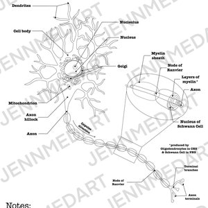 Neuron Label Anatomy Cell Diagram Nerve Blank Brain Neurons Gif Cells ...